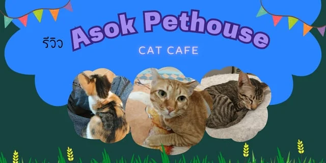 รีวิว Asok Pethouse Cat Cafe คาเฟ่แมวครบวงจร สไตล์มินิมอล