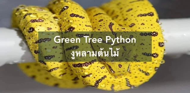 เปิดเทรนด์ สัตว์แปลก!! เลี้ยงไว้ดูก็สวย เลี้ยงไว้ขายก็รวย งูหลามต้นไม้ ...