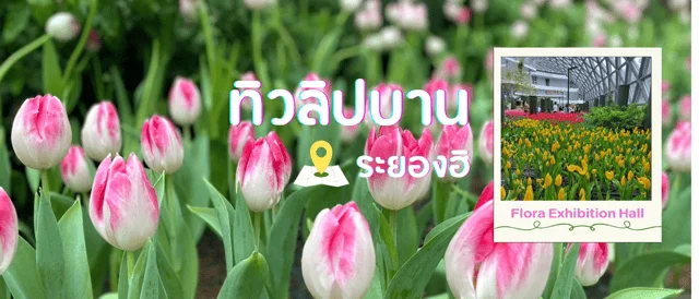 ทิวลิปบานที่ Flora Exhibition Hall ระยองฮิ ชมฟรีตลอดปี