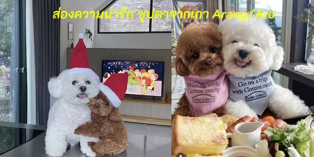 แนะนำให้รู้จัก Arang/Aro น้องหมาซุปตา ยอดฟอล 1M