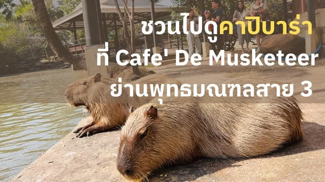ชวนไปดูคาปิบาร่า ที่ Cafe' De Musketeer ย่านพุทธมณฑลสาย 3