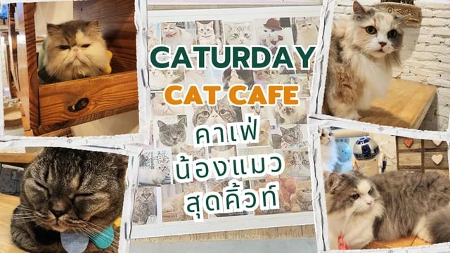 รีวิว Caturday Cat Cafe ราชเทวี คาเฟ่น้องแมวสุดคิ้วท์ สุดฮีลใจ