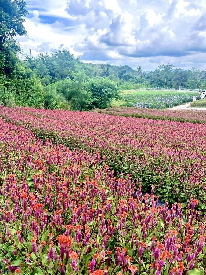 Floryday Khao Yai Cafe & Flower – คาเฟ่ฟีลดีที่ต้องมาเช็คอิน!